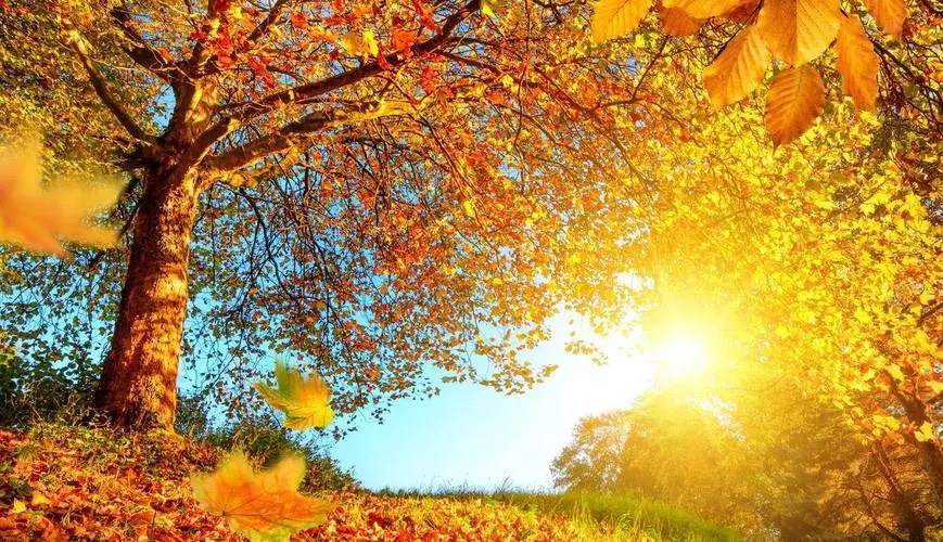 Mùa Thu Là Mùa Đẹp Nhất Trong Năm - Thiết Bị Y Tế Chính Hãng